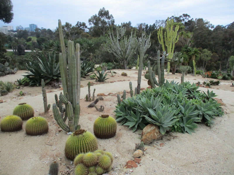 The beautified Kate O. Sessions Cactus Garden! – Cool San Diego Sights!