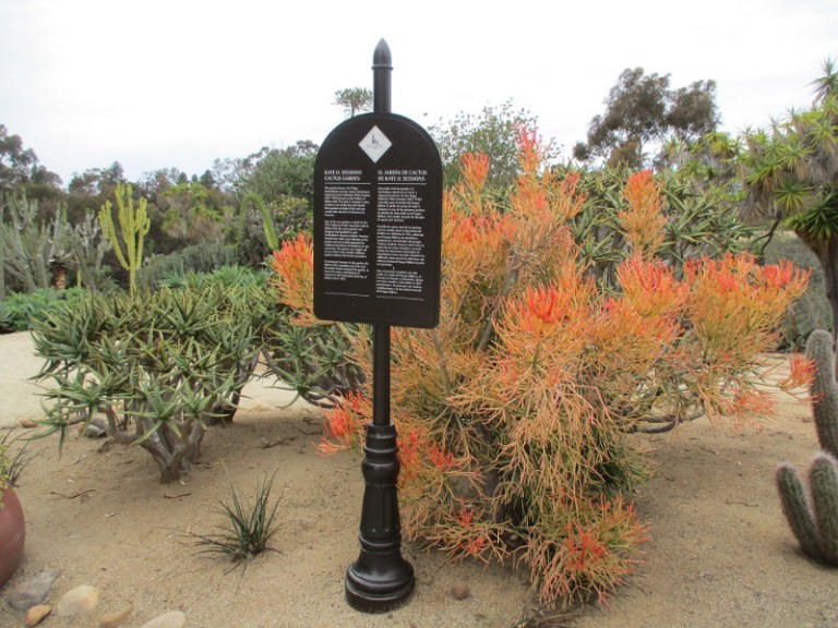 The beautified Kate O. Sessions Cactus Garden! – Cool San Diego Sights!