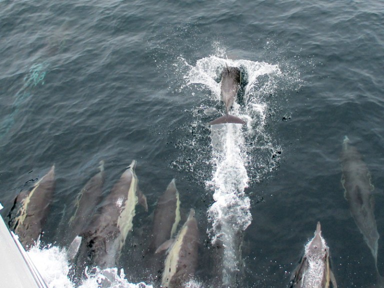 Dolphins leap near bow of whale watching ship! – Cool San Diego Sights!