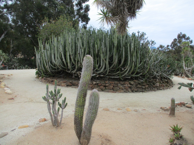 The beautified Kate O. Sessions Cactus Garden! – Cool San Diego Sights!