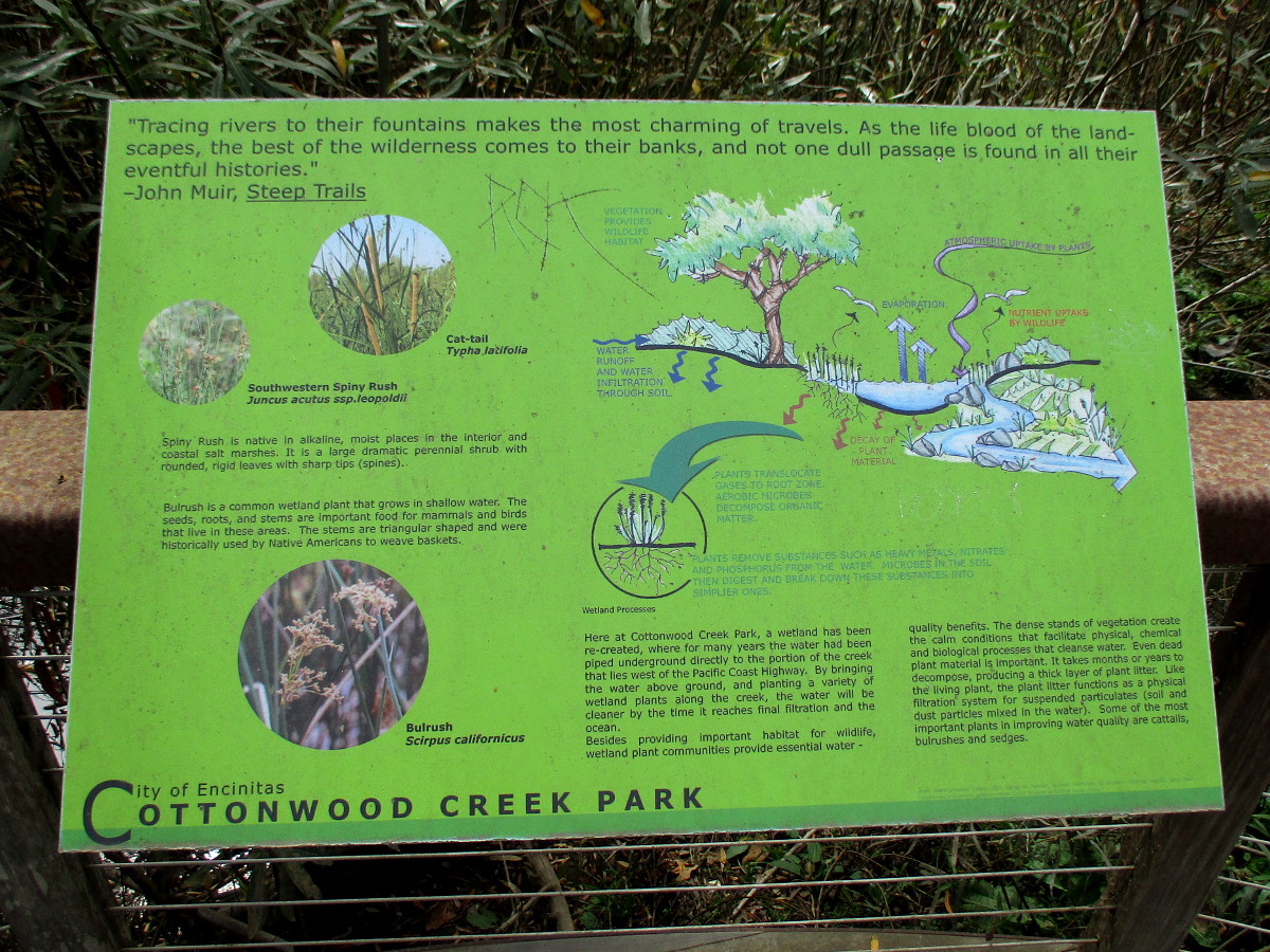 Wetland restored at Cottonwood Creek in Encinitas. – Cool San Diego Sights!
