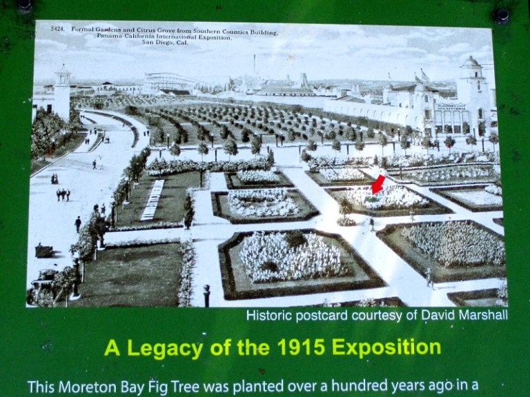 A giant Balboa Park tree’s tiny beginning! – Cool San Diego Sights!