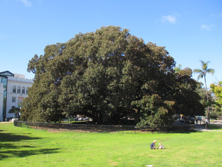 A giant Balboa Park tree’s tiny beginning! – Cool San Diego Sights!