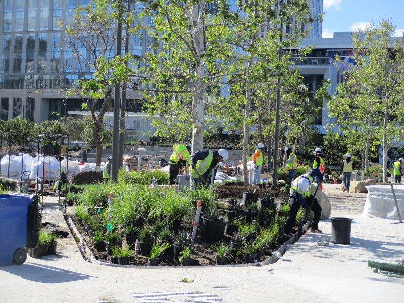 New plantings at Manchester Pacific Gateway plaza! – Cool San Diego Sights!