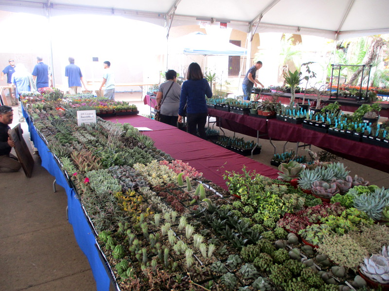 San Diego Cactus and Succulent event this weekend! – Cool San Diego Sights!
