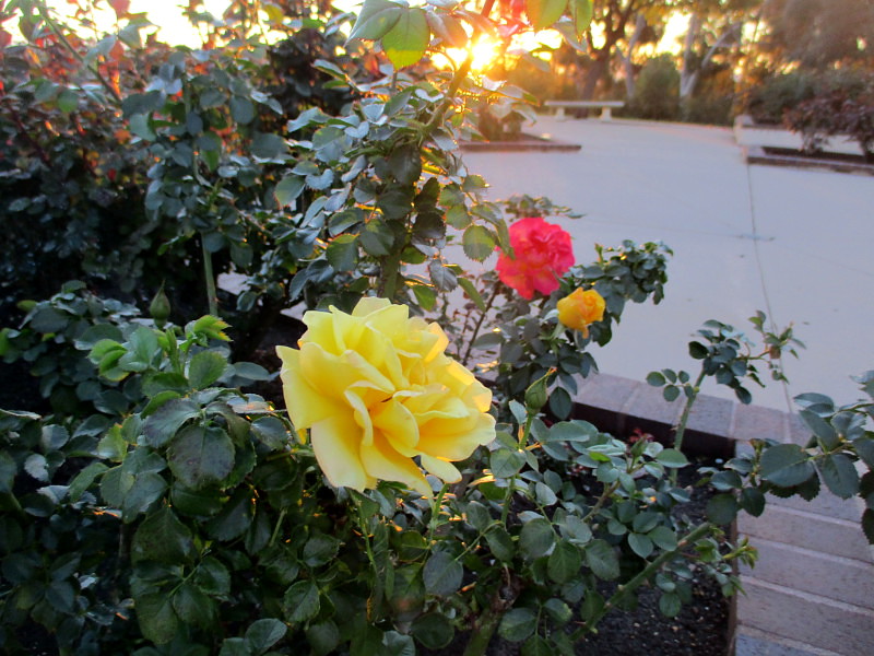 First sunrise of Spring in Balboa Park’s rose garden. – Cool San Diego ...