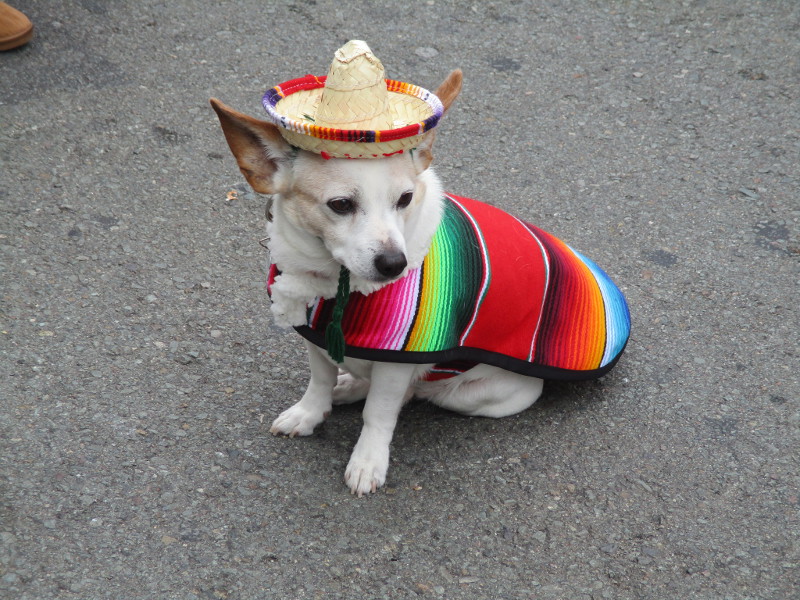 Photographs of Cinco de Mayo in the Gaslamp! – Cool San Diego Sights!