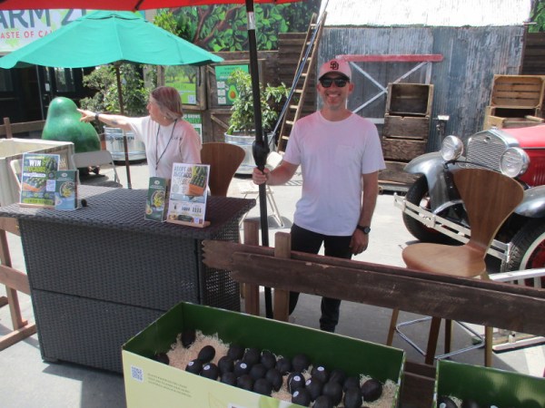 Adopt an avocado tree and help a small farm! – Cool San Diego Sights!